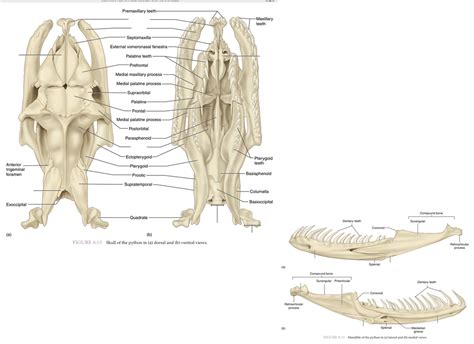 Bz 214 Reticulated Python Skull Diagram Diagram Quizlet