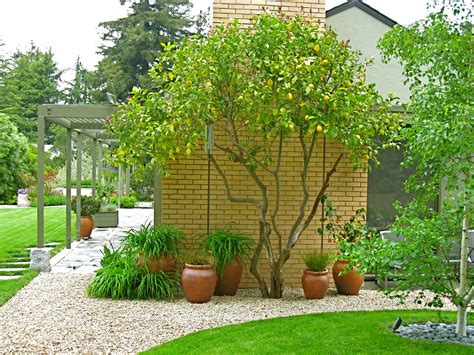 Citrus In Front Yard Landscape Landscaping And Decorating With Citrus