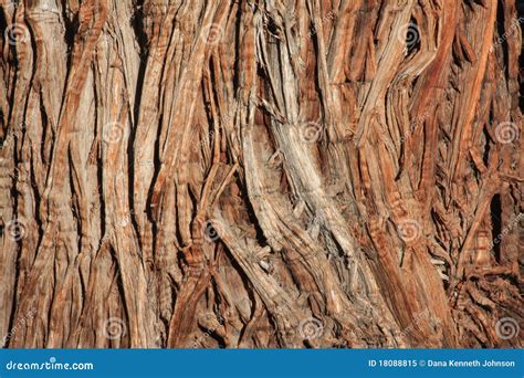 Juniper Bark Stock Image Image Of Nature Rustic Weathered 18088815