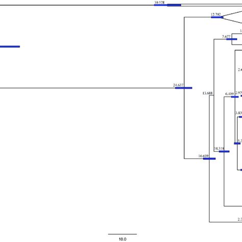 Time Tree For All Species In Our Study Divergence Time Is Shown On The Download Scientific