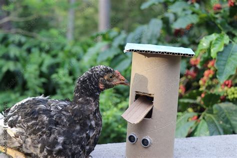 Best Projects Made From Arduino Called As Automatic Pet Food Dispenser