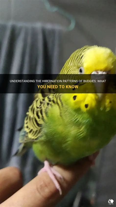 Understanding The Hibernation Patterns Of Budgies What You Need To