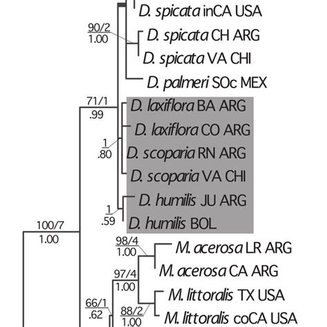 single tree derived from a maximum likelihood analysis of the combined