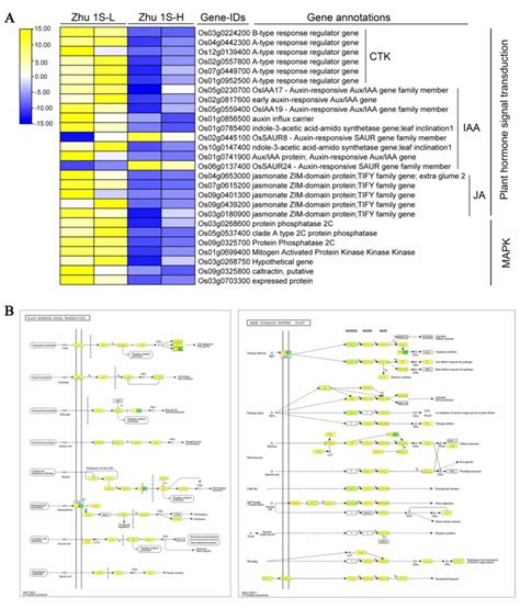 differentially expressed genes involved in plant hormone and mapk