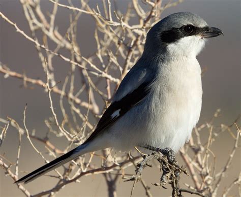 Loggerhead Shrike San Diego Bird Spot