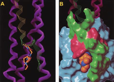 A Binding Of Jnj 2408068 To The Hydrophobic Cavity May Disrupt The Download Scientific