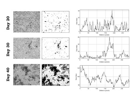 The Role Of Fibroblast In Ectopic Calcification Ppt