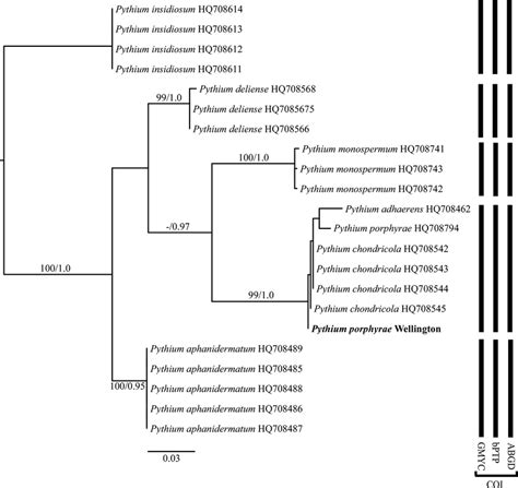 Maximum Likelihood Ml Phylogeny Of Pythium Species In Clade A Based