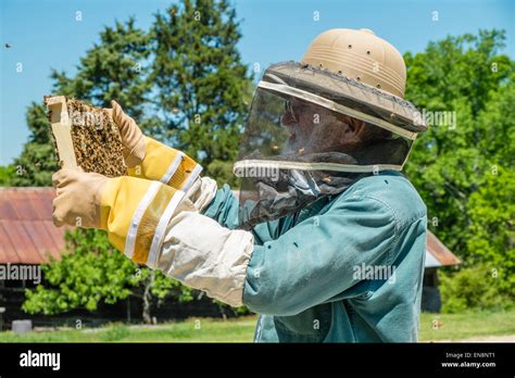 Beekeeper Inspecting Frames On A Langstroth Honeybee Hive On A Farm In