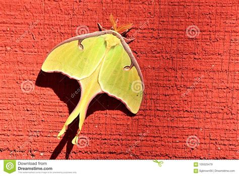Yellow Luna Moth Close Up Stock Image Image Of Texture 105525479