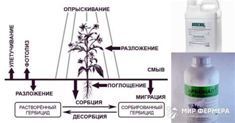 Чем засушить дерево на корню – Как засушить и уничтожить дерево на ...