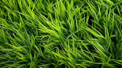 Fresh Green Grass Powerpoint Background For Free Download Slidesdocs