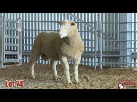 Lot 074 Youtube