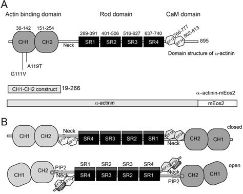 Hypertrophic Cardiomyopathy Mutations In The Calponin Homology Domain Of Actn2 Affect Actin