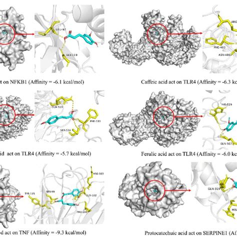 Analysis Of Target Compound Docking Simulation The Software Of Pymol