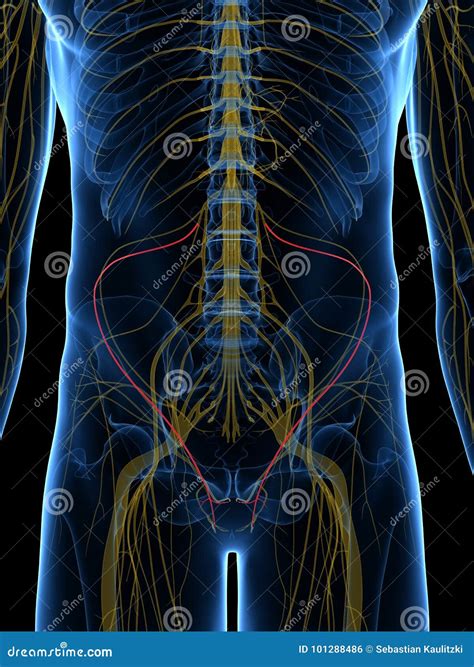 The Ilioinguinal Nerve Stock Illustration Illustration Of Human