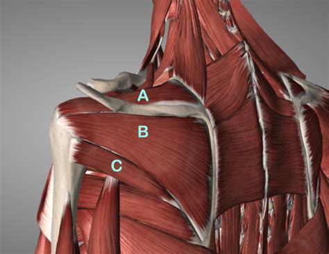 Muscles Rotator Cuff Posterior Diagram Quizlet