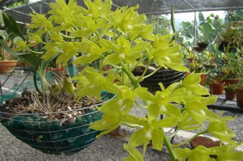 Grammatophyllum Scriptum Orchids Plants Flickr