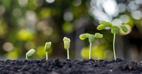 Germination And Early Seedling Development Giy Plants