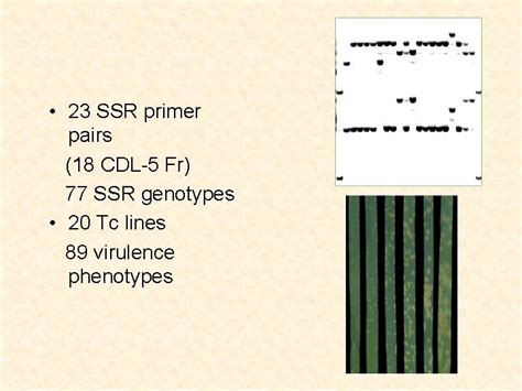 Genetic Differentiation Of Molecular Genotypes And Virulence Phenotypes