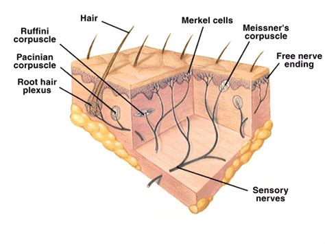 Sonsory Receptors Ppt