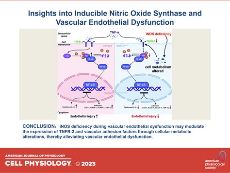 Nitric Oxide Synthase Activity Assay Kit At Ben Waterbury Blog