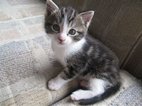 Shimmer Brown Tabby Cat And Her Two Brown Tabby Kittens … Flickr