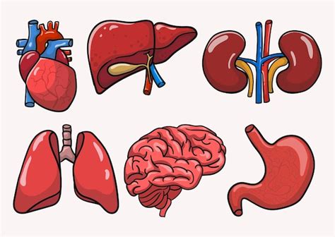 Free Organs Clip Art Download Free Organs Clip Art Png Images Free