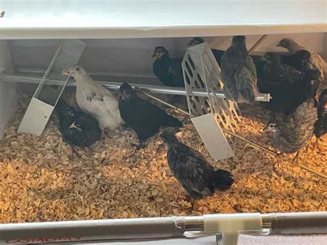 6 Week Old Pullets 8 In Crossville Tn Lsn