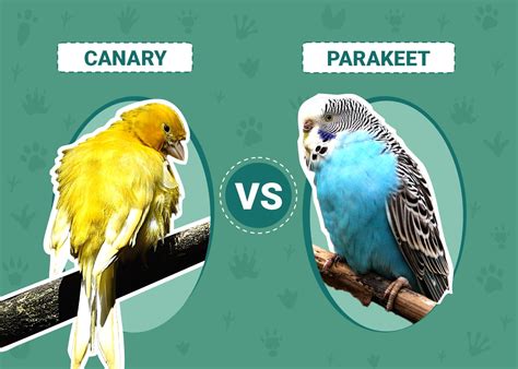 Canary Vs Parakeet The Differences With Pictures PangoVet