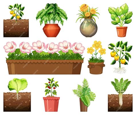 Набор различных растений в горшках изолированные на белом фоне Бесплатно векторы