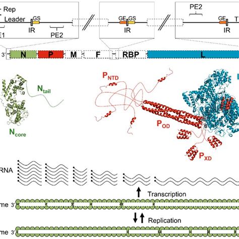 Organization And Structure Of The Components Of The Rna Synthesis