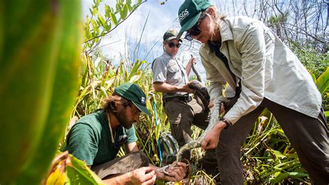 Everglades Burmese Python Removal Program Renamed From Judas To Scout