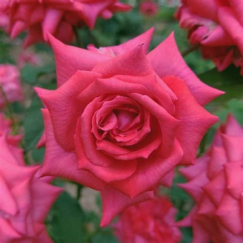 Kornikar สวัสดีวันอาทิตย์ที่ ๒๘ มิถุนายน ๒๕๖๓ ค่ะ