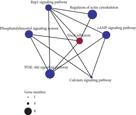 Network Map Of Metabolic Pathways Associated With The Focal Adhesion