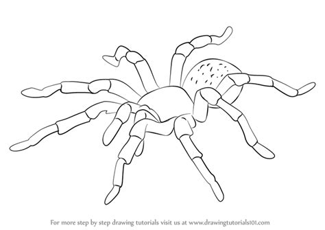 Learn How To Draw A Tarantula Arachnids Step By Step Drawing Tutorials Spider Drawing