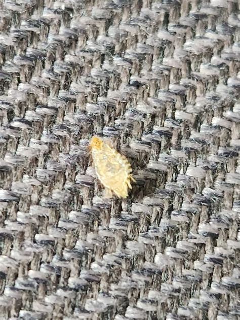 Bug Shells Found In Couch Rbedbugs