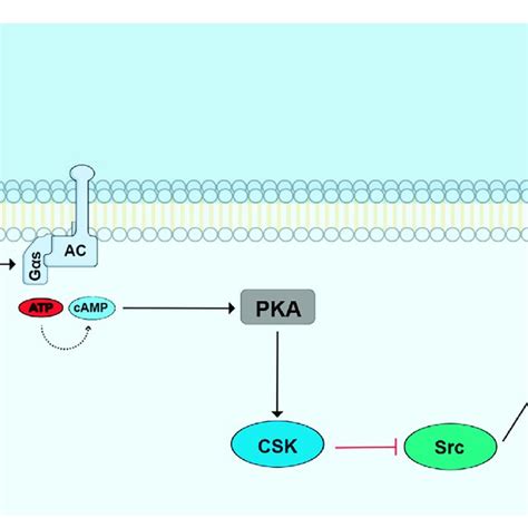 dopamine regulates nmda receptor function through the pka csk src