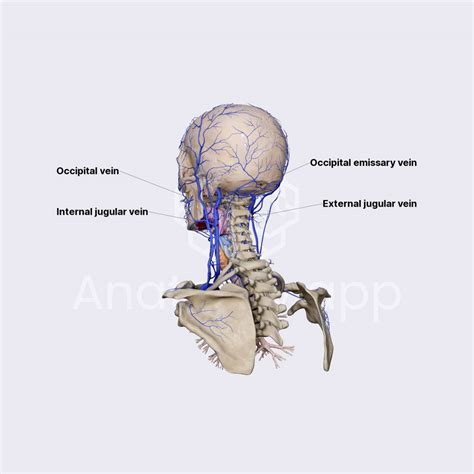 Occipital Vein Anatomyapp