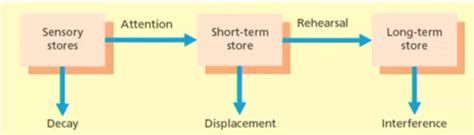 Week 2 Working Memory Flashcards Quizlet