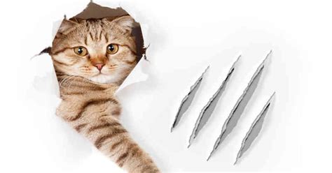 ¿cómo Saber Si Un Rasguño De Gato Está Infectado El País