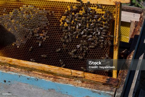 꿀벌로 가득 찬 벌집을 들고 있는 양봉가 꿀벌은 벌집 프레임을 검사하고 있습니다 양봉 개념 0명에 대한 스톡 사진 및 기타 이미지 Istock