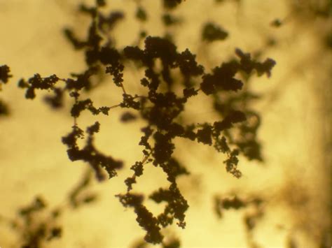 Liquid Trichoderma Viride Bottle At Best Price In Hyderabad Id 2855196505012