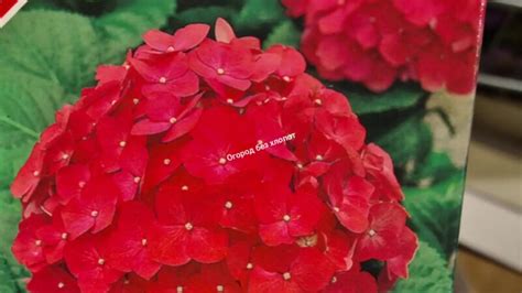 Как сохранить Гортензию если до высадки в грунт ещё два месяца Смотреть онлайн в поиске