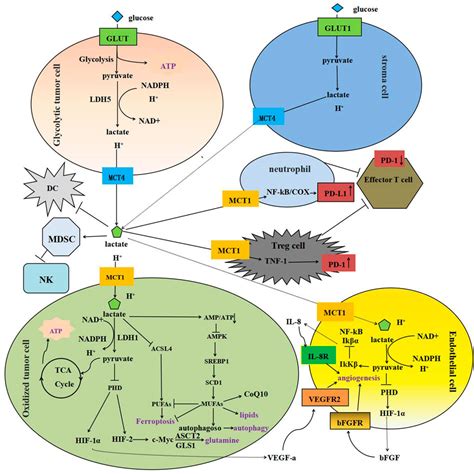 Frontiers Proton Coupled Monocarboxylate Transporters In Cancer From