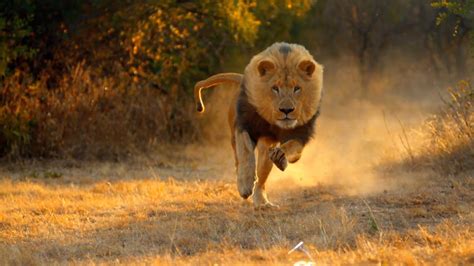Wild Lion Wallpapers Wallpaper Cave