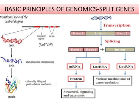 Genomics Proteomics And Comparative Genomics Pptx