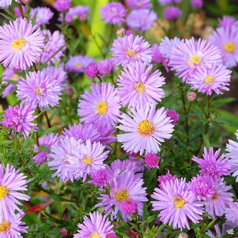 Aster — Green Acres Nursery And Supply