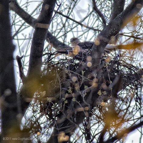 Sharp Shinned Hawk Nest