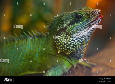 Asiatischer Wasserdrache Fotos Und Bildmaterial In Hoher Auflösung